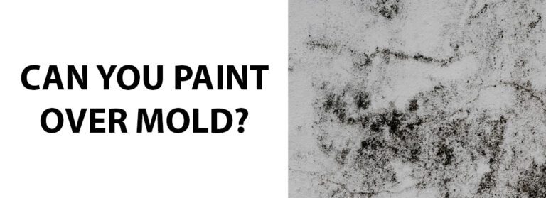 Can You Paint Over Mold and Will it Kill It? | Painting Over Mold Guide